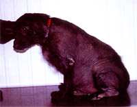 Maladie - La gale sarcoptique chez le chien